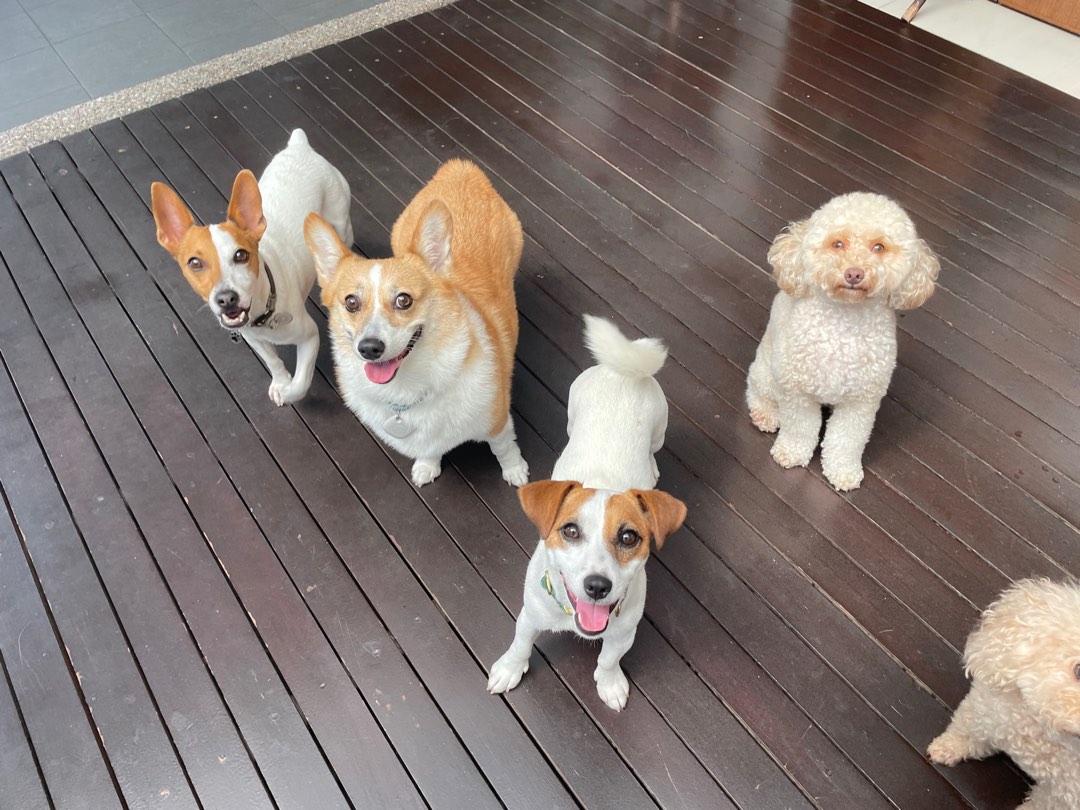 24/7 Dog Boarding & Daycare, Lifestyle Services, Pet Care Services on ...