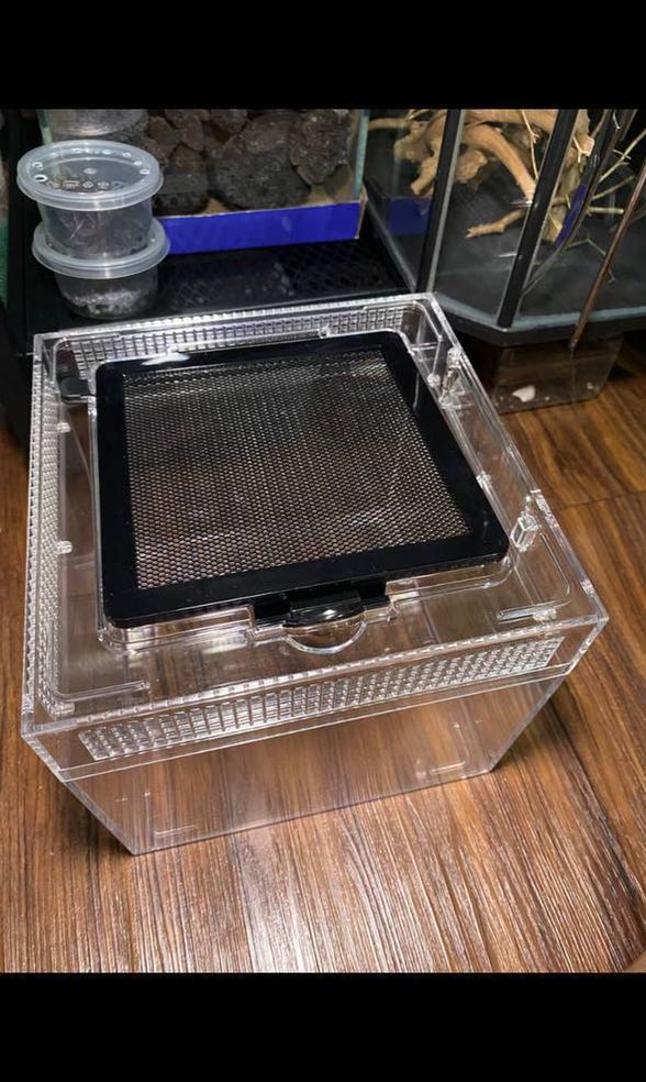 Acrylic Enclosure, Pet Supplies, Homes & Other Pet Accessories on Carousell