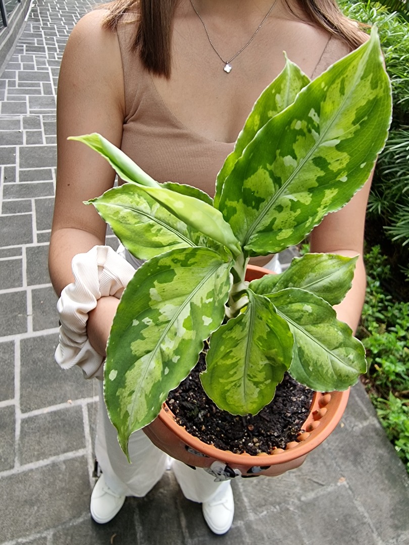 Aglaonema - Pictum Tricolour, Furniture & Home Living, Gardening ...