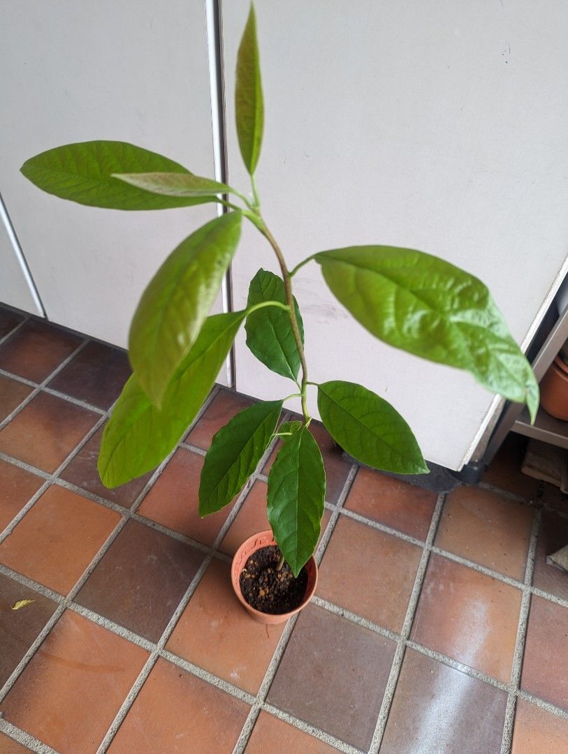 Avocado tree seedling, Furniture & Home Living, Gardening, Plants ...