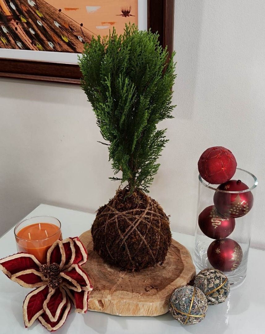 Fan Cypress Pine Tree kokedama, Furniture & Home Living, Home Decor ...