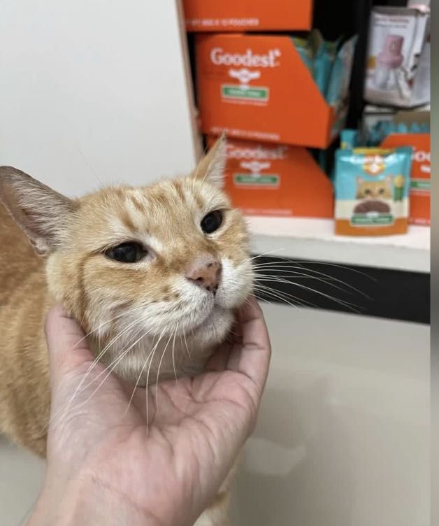 Goodest Cat Chicken Chomp tender Tuna Gravy Wet Cat Food 24 count on ...