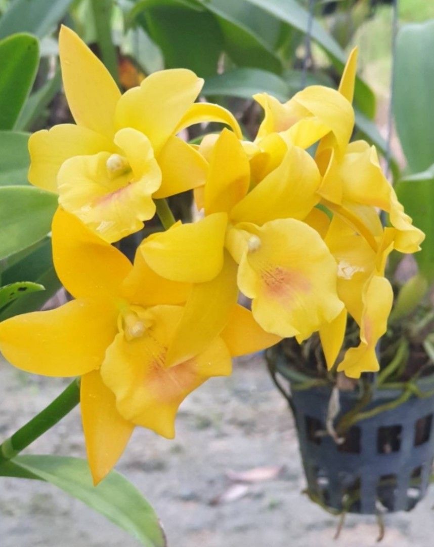 Rth Netrasiri Doll x Free Spirit Orchid (Blooming), Furniture & Home ...