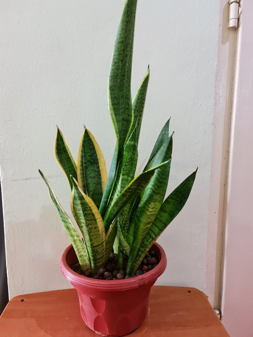 Tall Snake Plants / Sansevieria (58cm), Furniture & Home Living ...