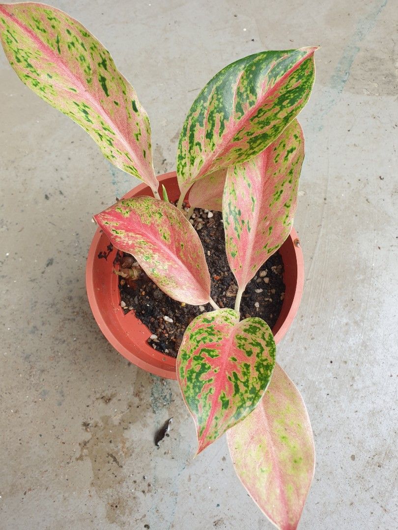 Aglaonema Pink Lady Finger, Furniture & Home Living, Gardening, Plants ...