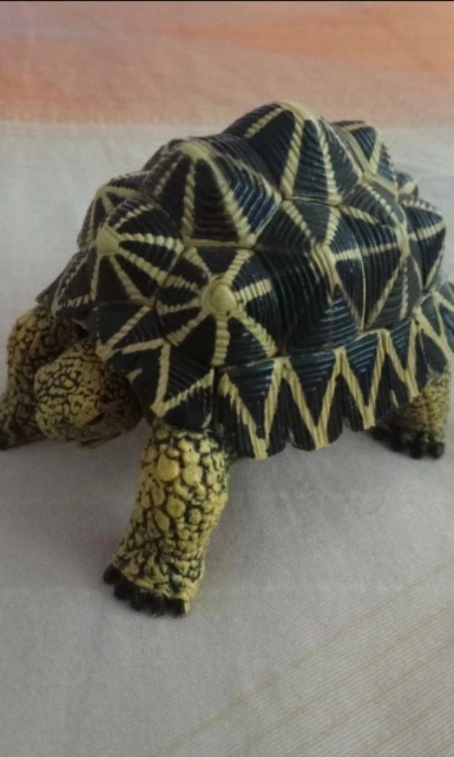Animal 4D Puzzle Indian Star Turtle, Toys & Collectibles, Mainan di ...