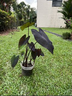 Colocasia Black magic plant, Furniture & Home Living, Gardening, Plants ...