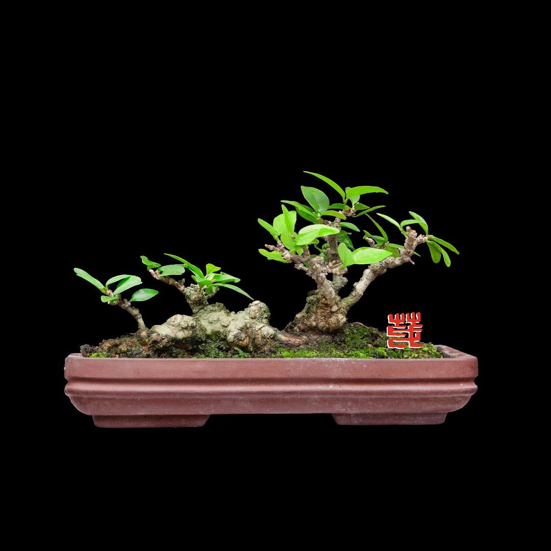 Bonsai 21cm Shui Mei Water Jasmine Wrightia Religiosa, Furniture & Home ...