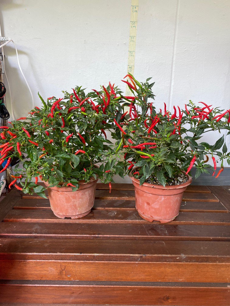 Chilli Padi (Fruiting) plant. $12 each, Furniture & Home Living ...