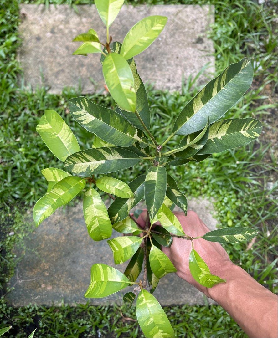 Dwarf Chiku Variegated Plant (Manilkara Zapota) Fruit Tree, Furniture ...
