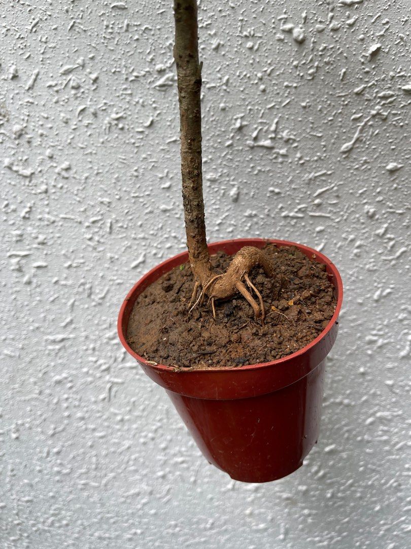 Dwarf Chiku Variegated Plant (Manilkara Zapota) Fruit Tree, Furniture ...