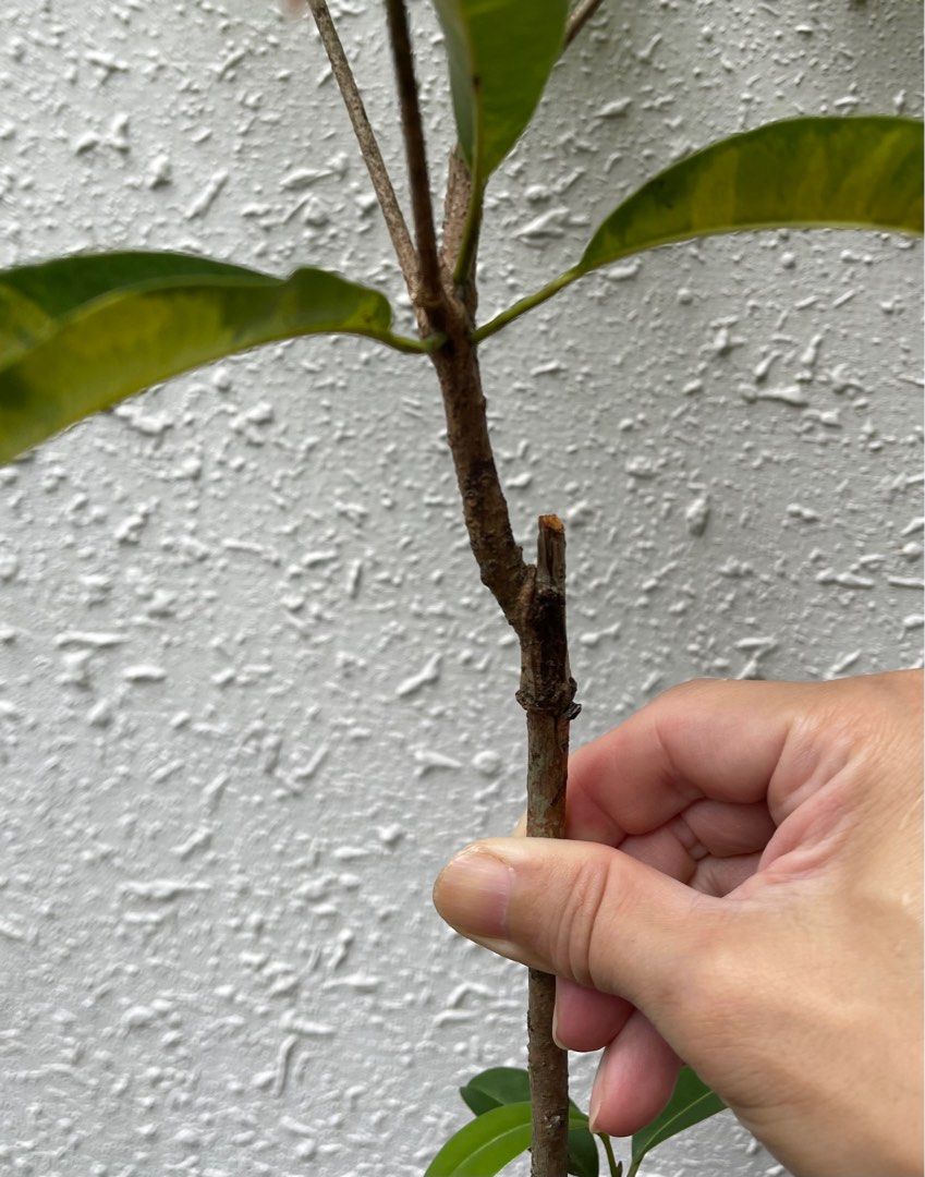 Dwarf Chiku Variegated Plant (Manilkara Zapota) Fruit Tree, Furniture ...