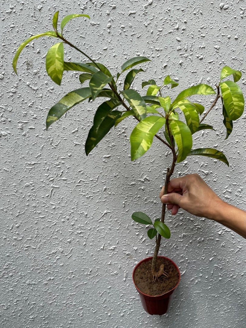 Dwarf Chiku Variegated Plant (Manilkara Zapota) Fruit Tree, Furniture ...