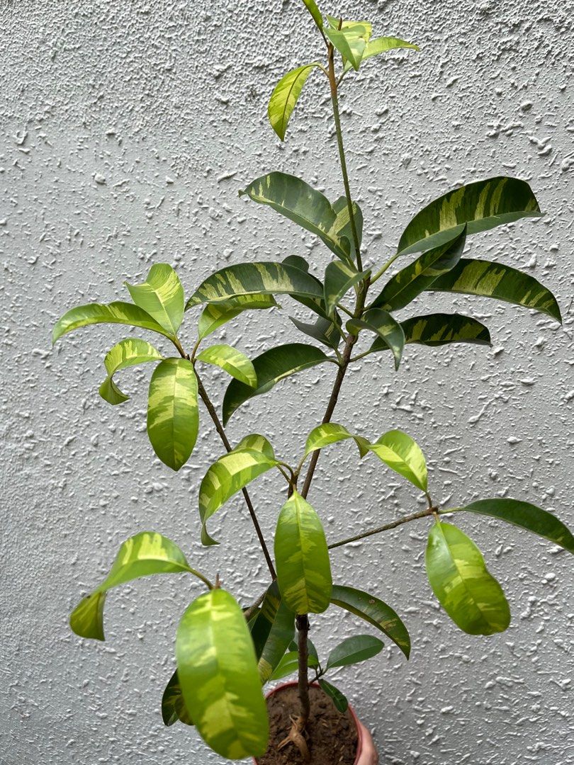 Dwarf Chiku Variegated Plant (Manilkara Zapota) Fruit Tree, Furniture ...