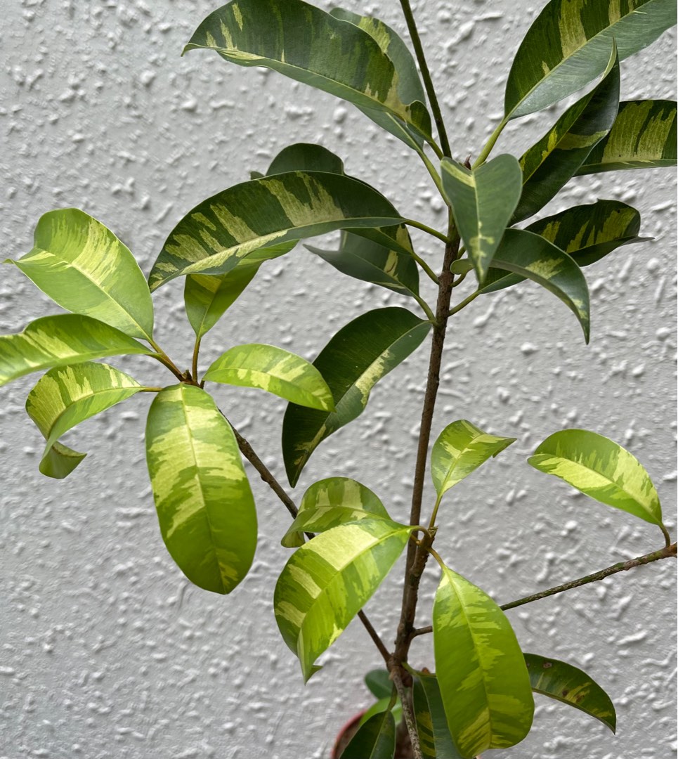 Dwarf Chiku Variegated Plant (Manilkara Zapota) Fruit Tree, Furniture ...