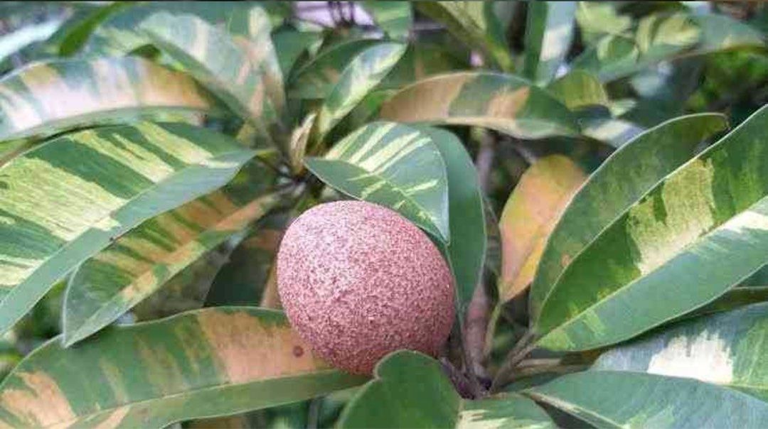 Dwarf Chiku Variegated Plant (Manilkara Zapota) Fruit Tree, Furniture ...