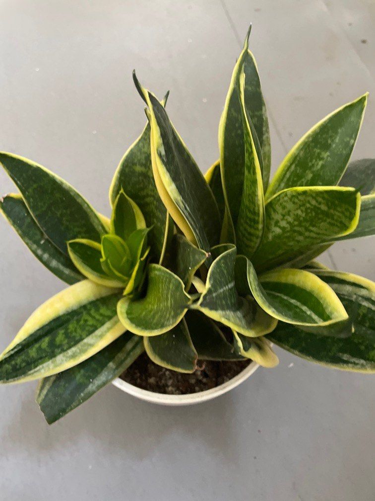 Dwarf snake plant, Furniture & Home Living, Gardening, Plants & Seeds ...