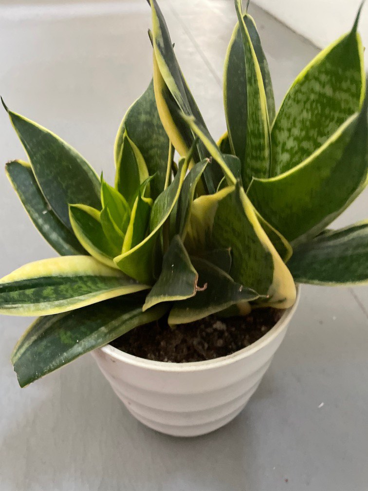 Dwarf snake plant, Furniture & Home Living, Gardening, Plants & Seeds ...