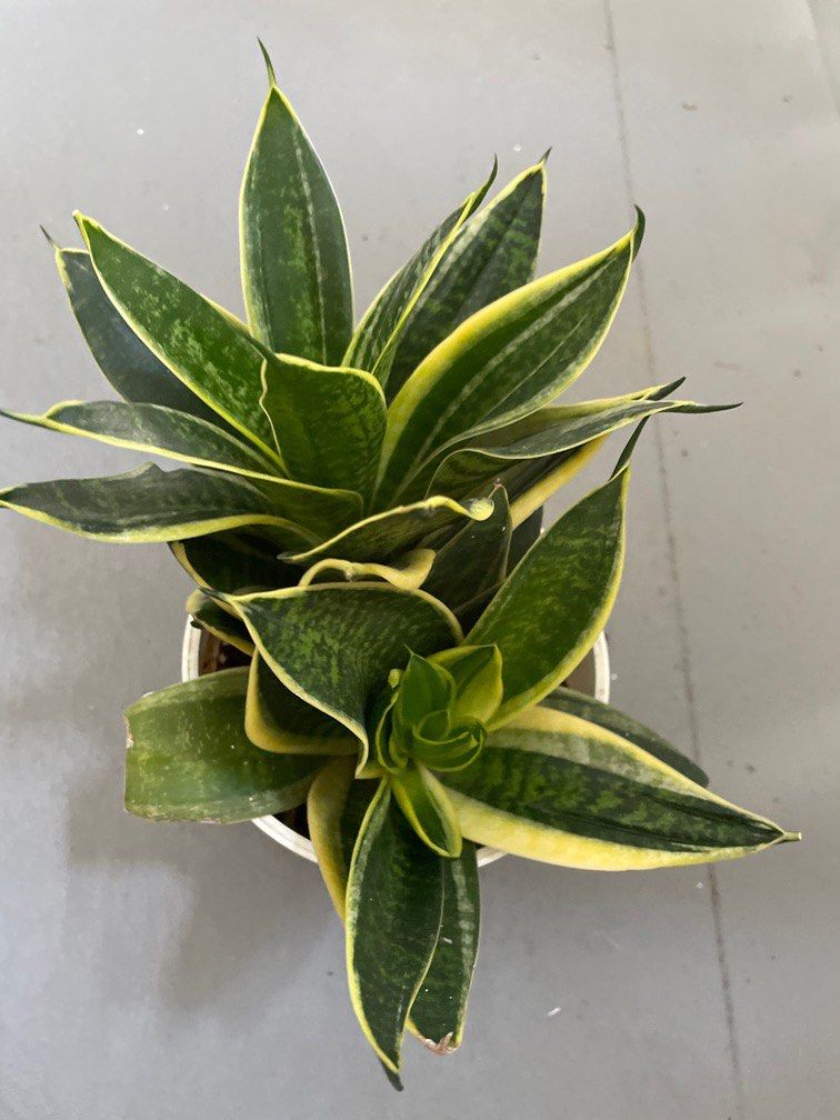 Dwarf snake plant, Furniture & Home Living, Gardening, Plants & Seeds ...