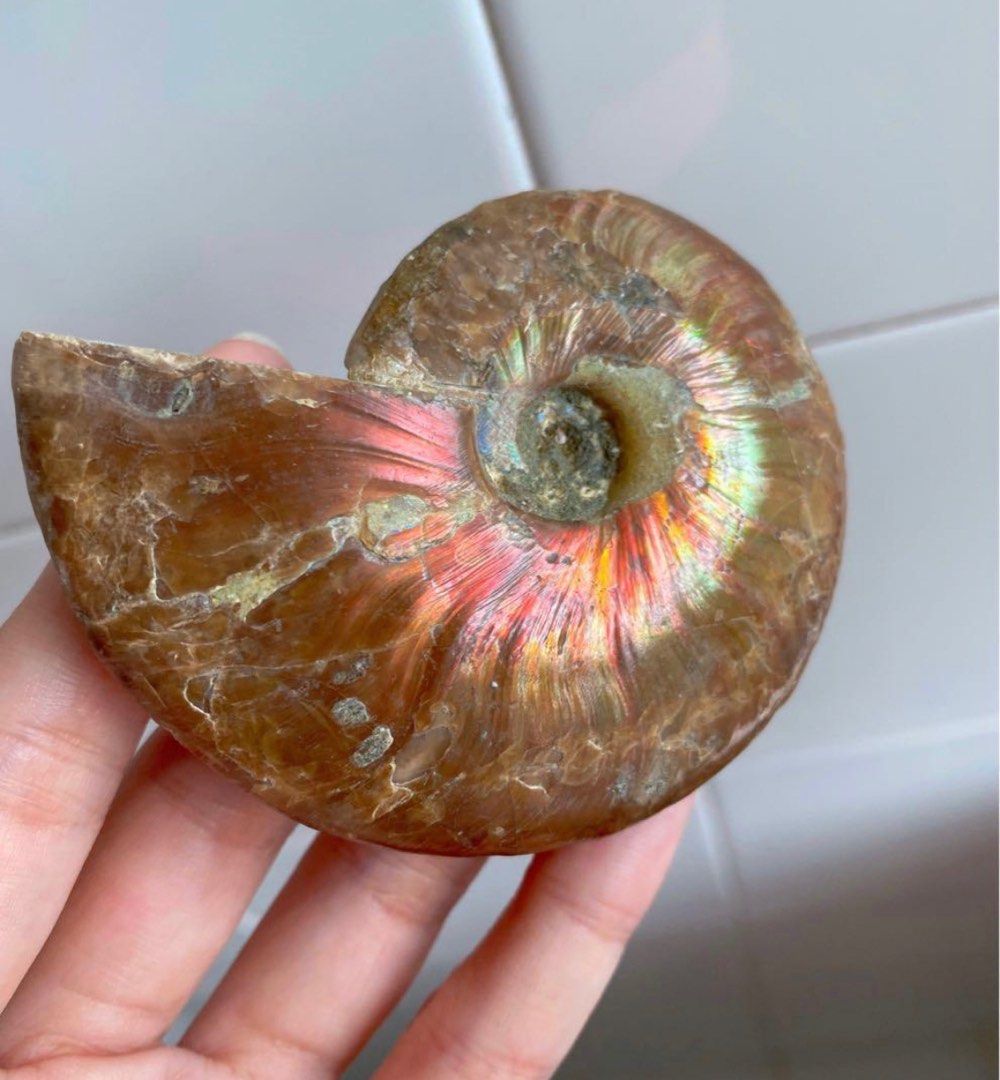Fluorite, Golden Healer, Ammonite for Feng Shui Attracts Wealth ...