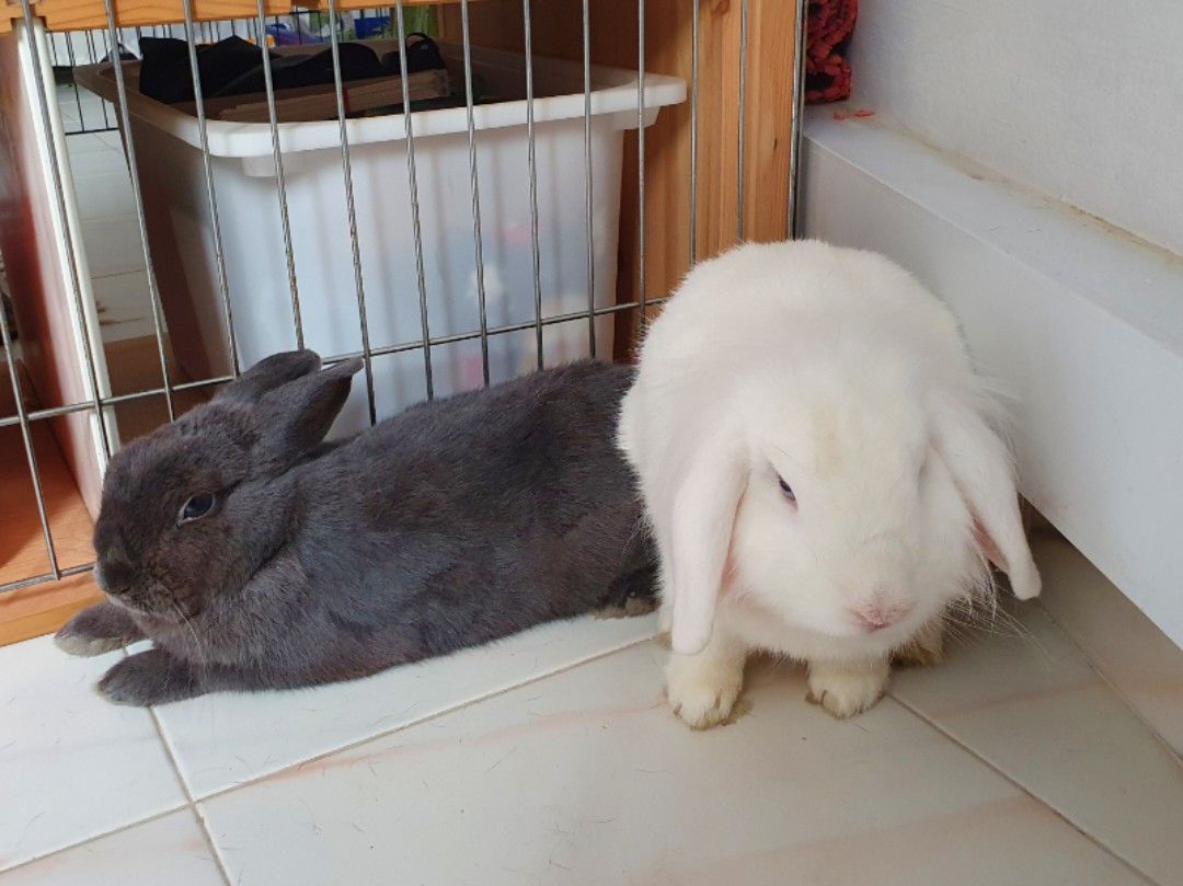 Free Roam Rabbit Boarding (Bishan), Lifestyle Services, Pet Care ...