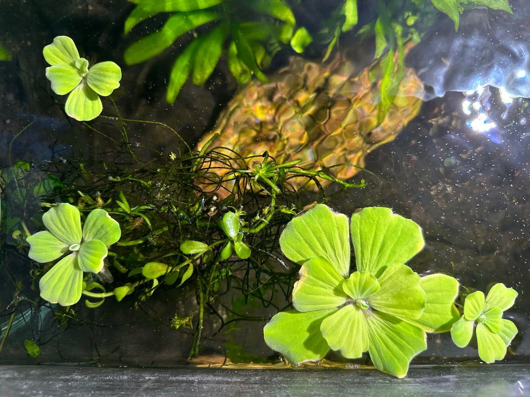fresh Water lettuce (Pistia stratiotes), Furniture & Home Living ...