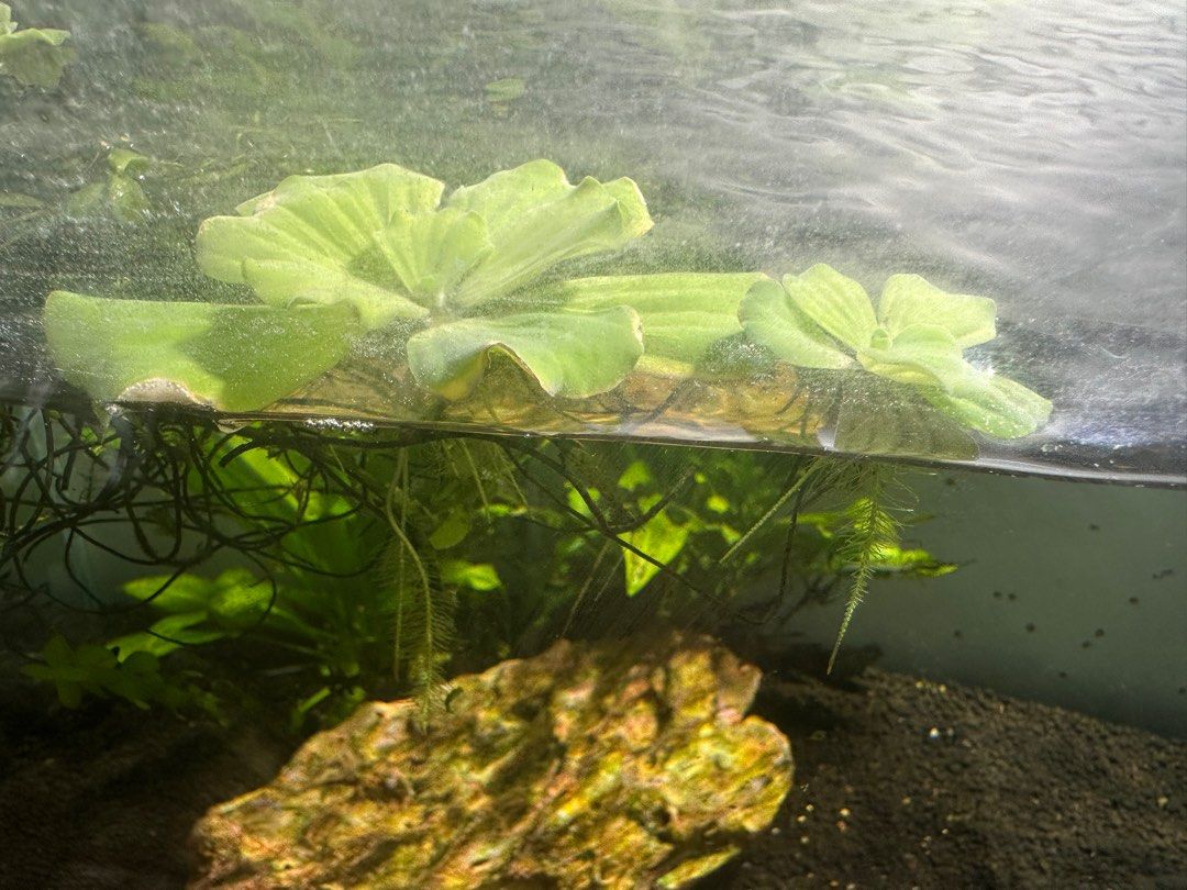 fresh Water lettuce (Pistia stratiotes), Furniture & Home Living ...