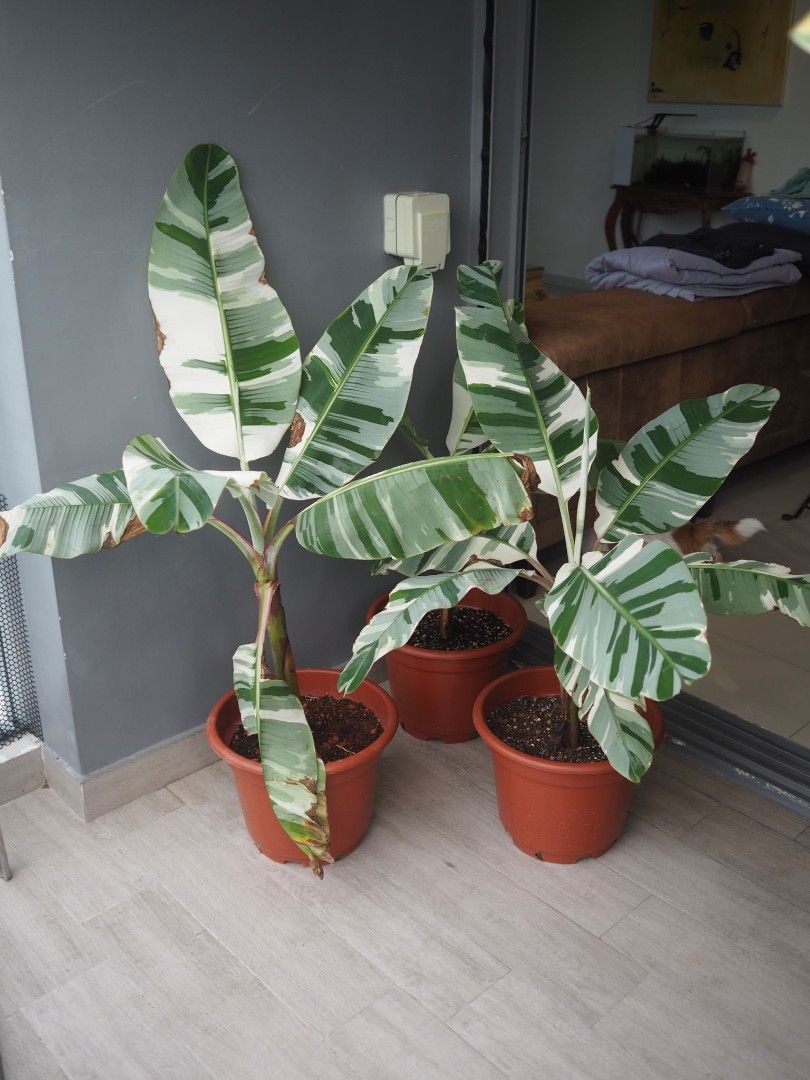 Musa Aeae Variegated Banana, Furniture & Home Living, Gardening, Pots ...