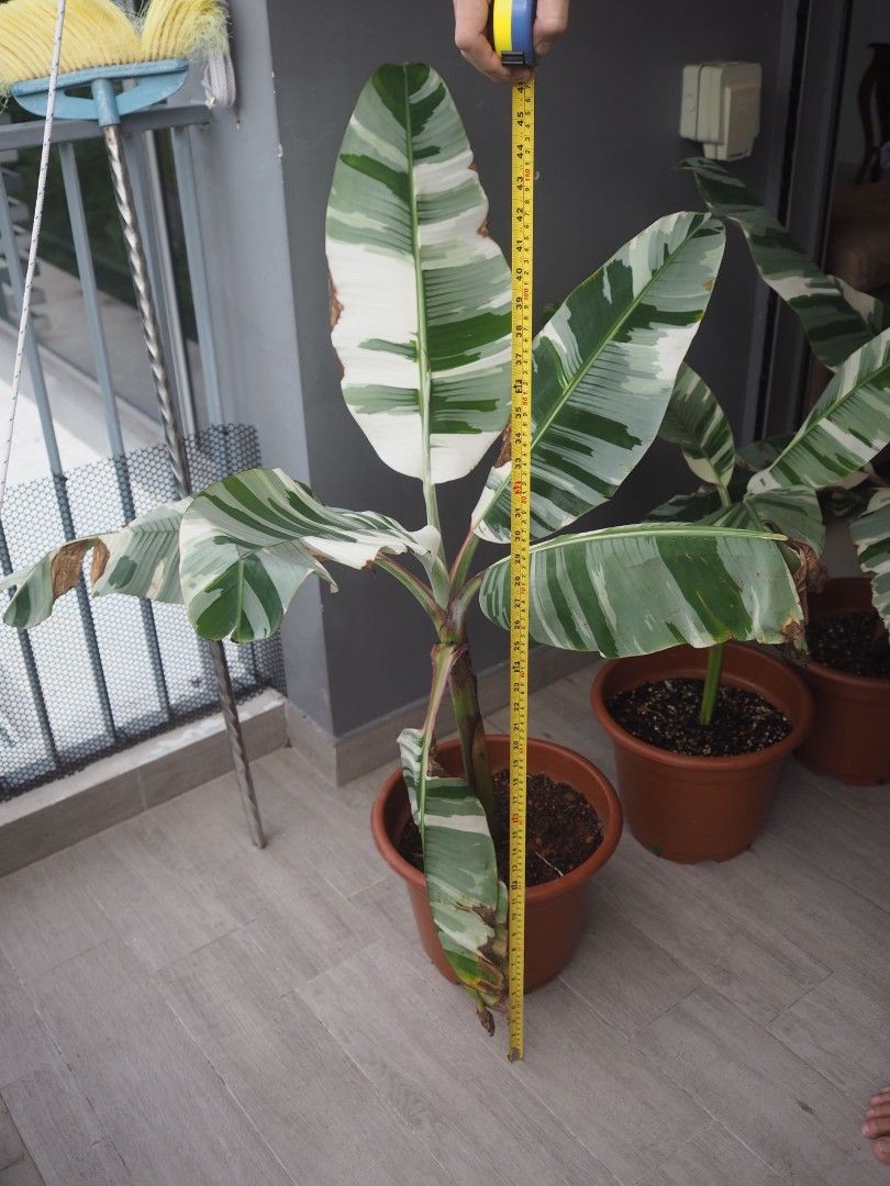Musa Aeae Variegated Banana, Furniture & Home Living, Gardening, Pots ...