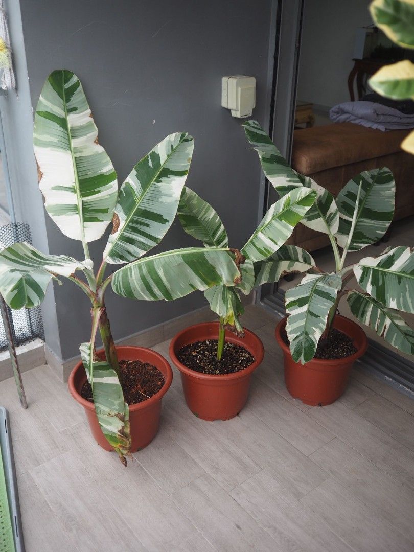 Musa Aeae Variegated Banana, Furniture & Home Living, Gardening, Pots ...