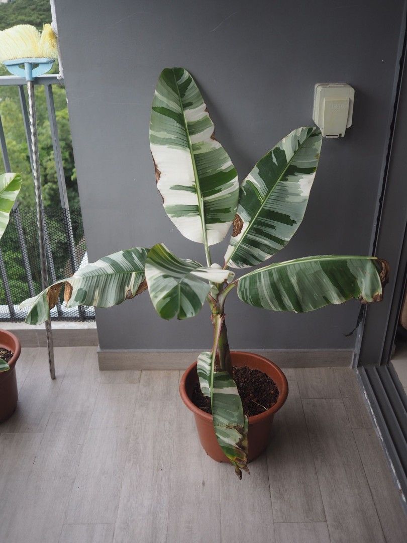 Musa Aeae Variegated Banana, Furniture & Home Living, Gardening, Pots ...