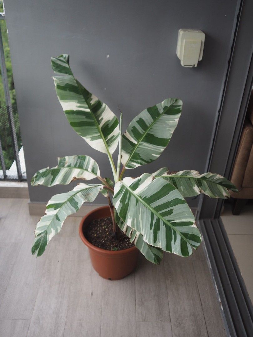 Musa Aeae Variegated Banana, Furniture & Home Living, Gardening, Pots ...