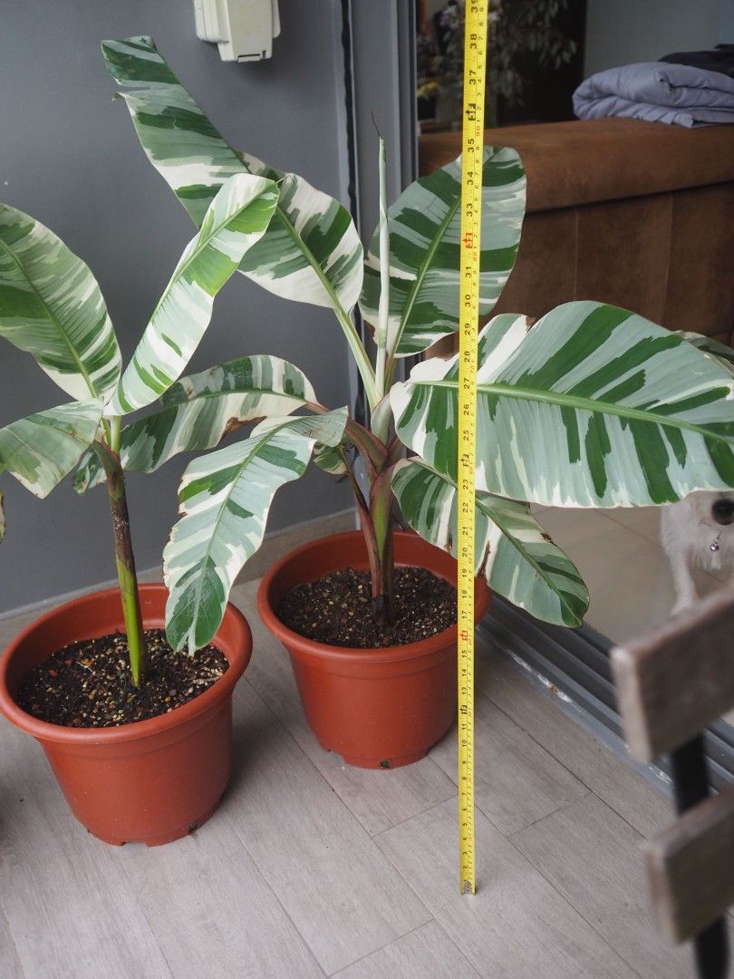 Musa Aeae Variegated Banana, Furniture & Home Living, Gardening, Pots ...