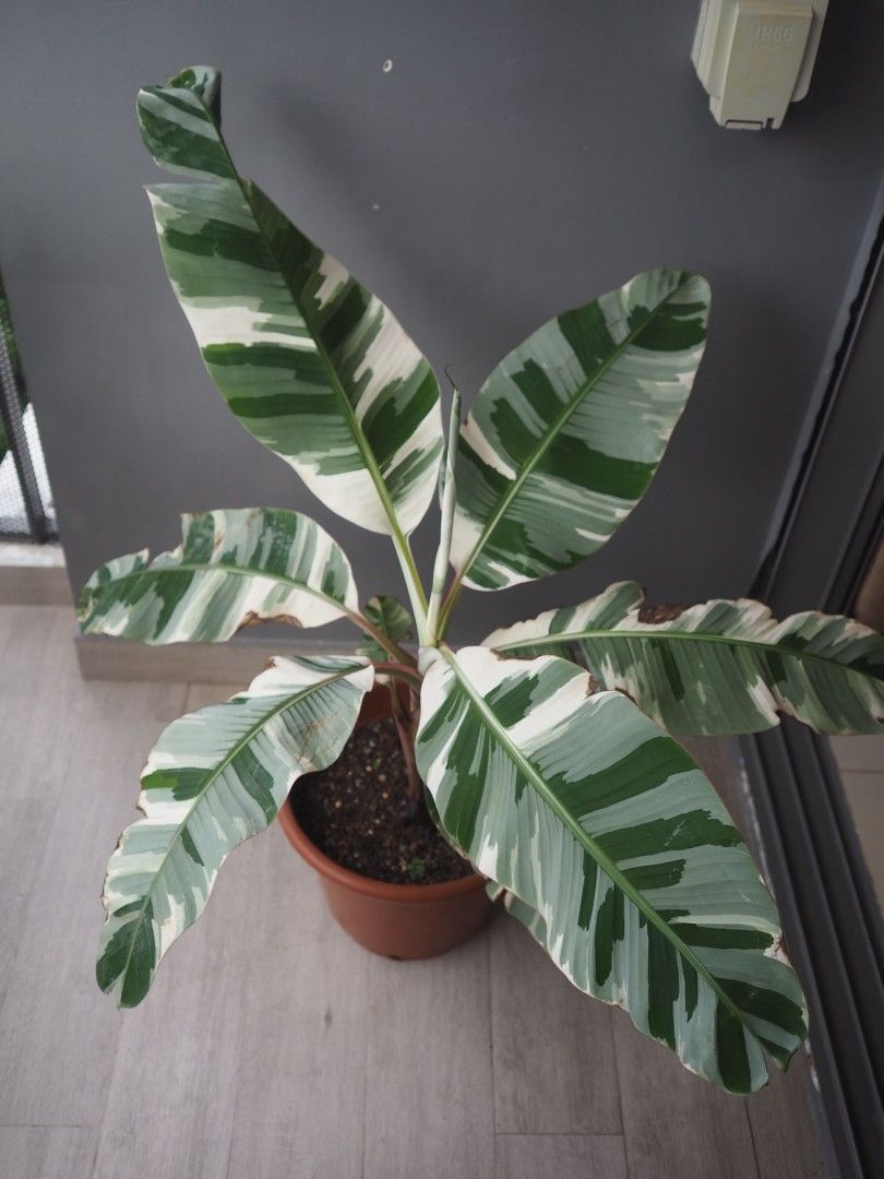 Musa Aeae Variegated Banana, Furniture & Home Living, Gardening, Pots ...