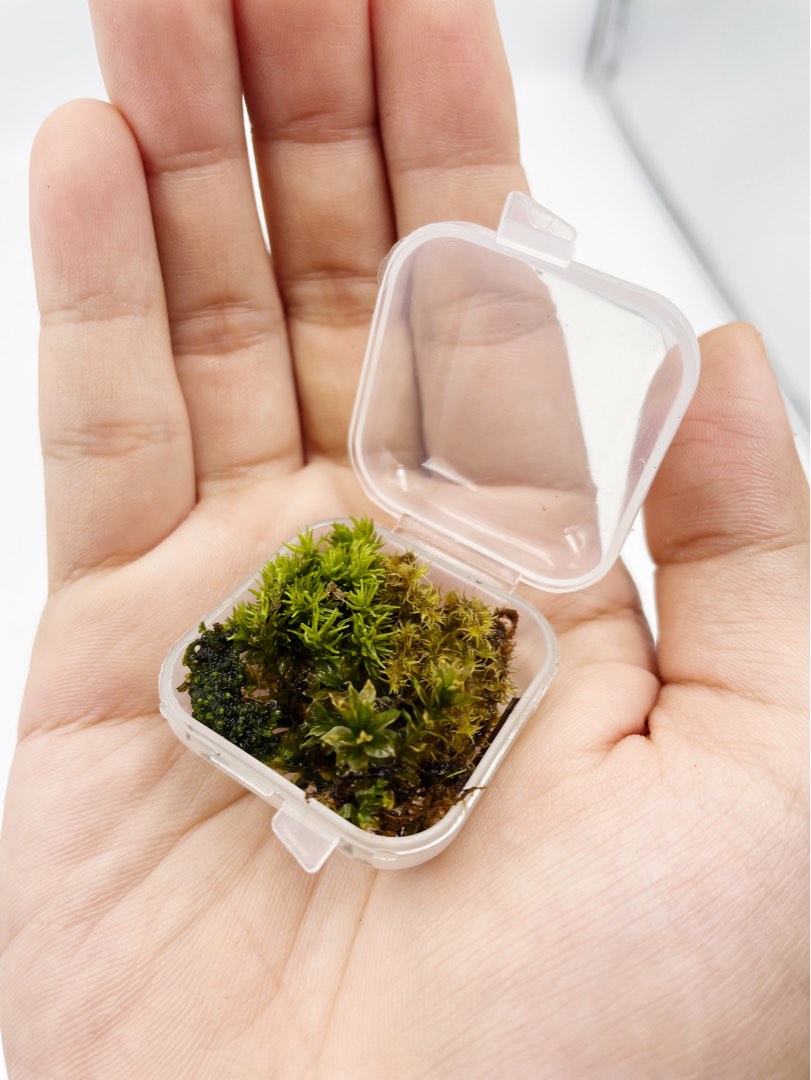 Nano moss kit, Furniture & Home Living, Gardening, Plants & Seeds on ...