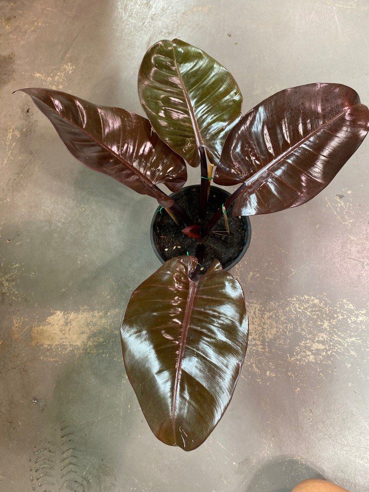 Philodendron Black Congo, Furniture & Home Living, Gardening, Plants ...