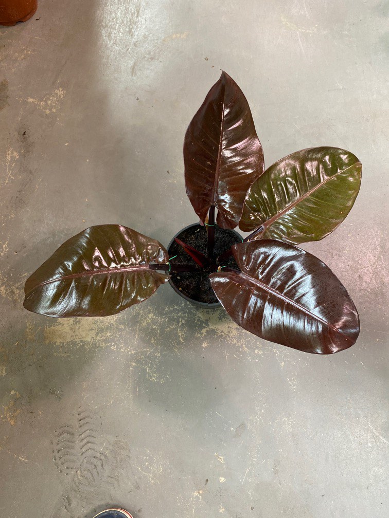 Philodendron Black Congo, Furniture & Home Living, Gardening, Plants ...