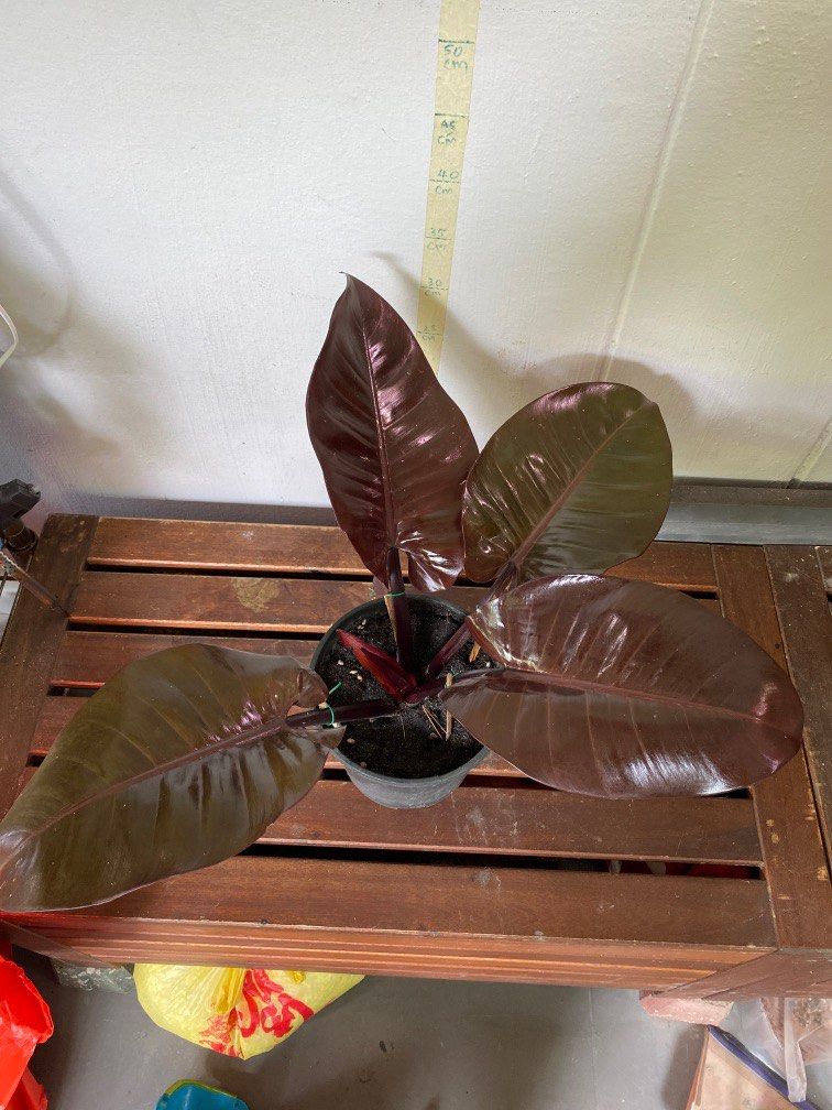 Philodendron Black Congo, Furniture & Home Living, Gardening, Plants ...