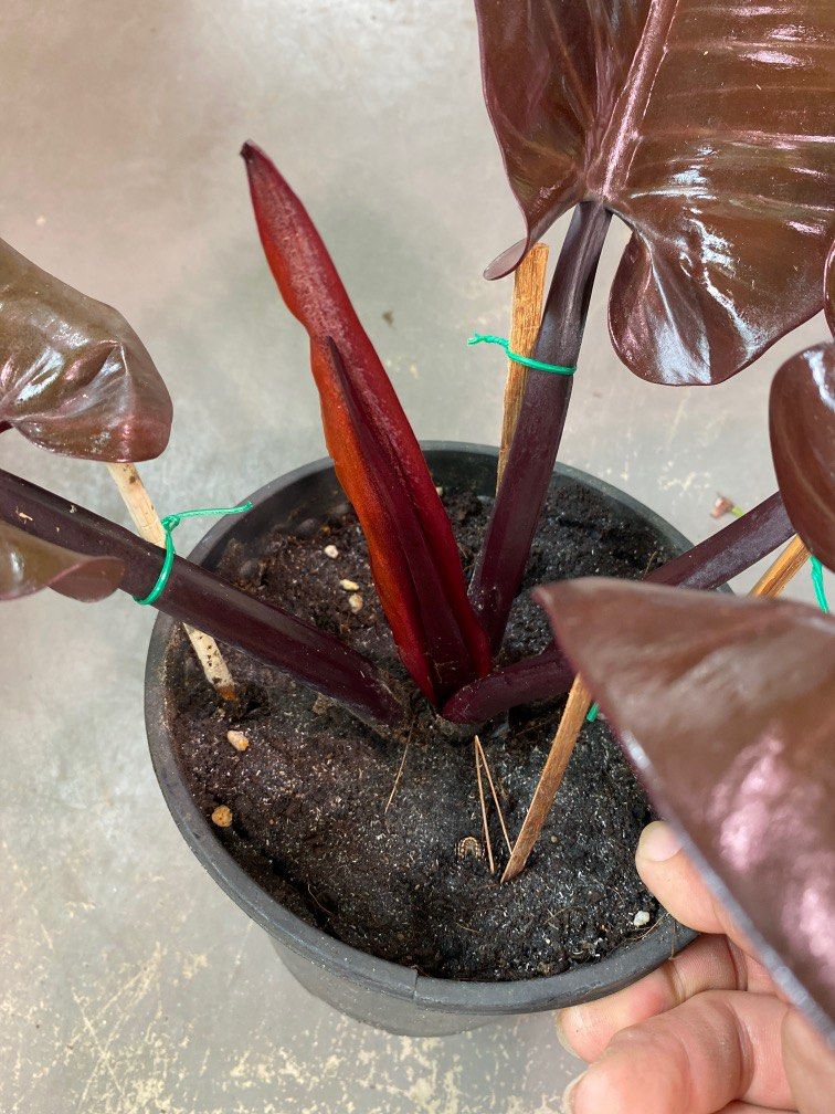 Philodendron Black Congo, Furniture & Home Living, Gardening, Plants ...