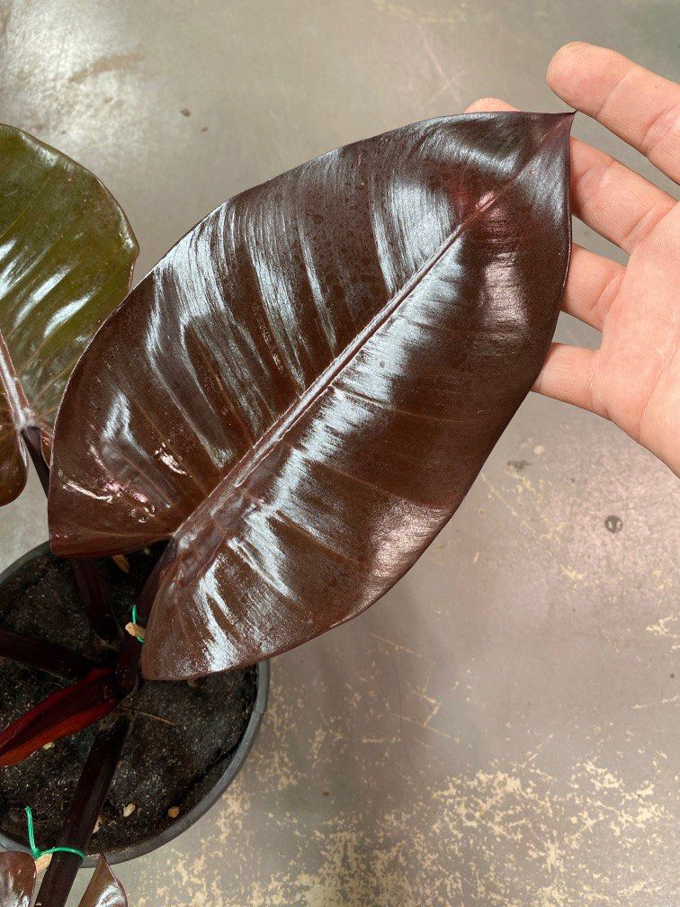 Philodendron Black Congo, Furniture & Home Living, Gardening, Plants ...