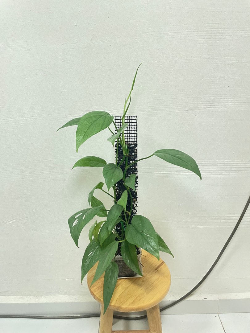 Philodendron cebu blue, Furniture & Home Living, Gardening, Plants ...