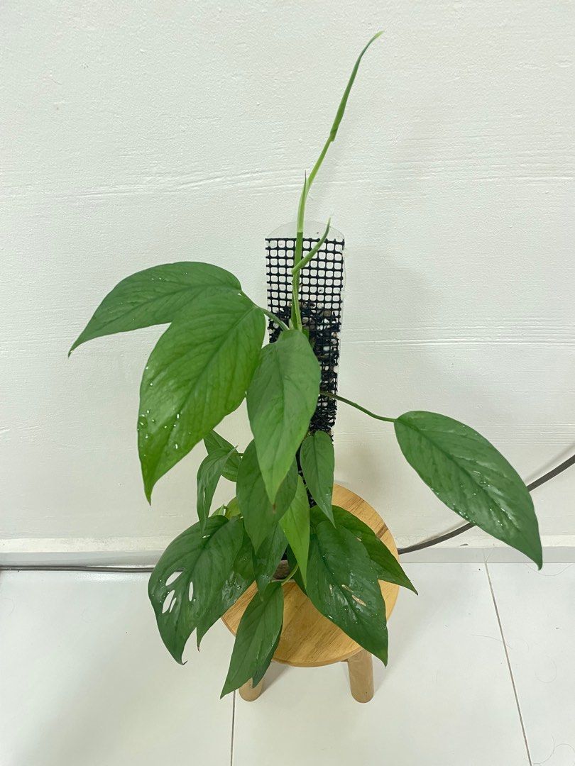 Philodendron cebu blue, Furniture & Home Living, Gardening, Plants ...