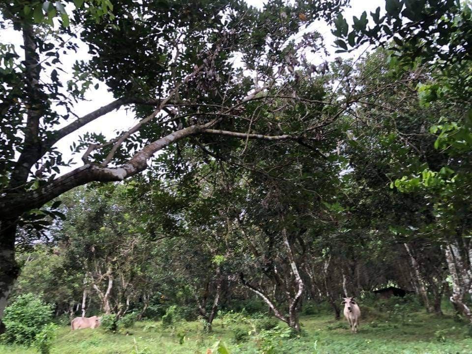 Rambutan farm, Property, For Sale, Lot on Carousell