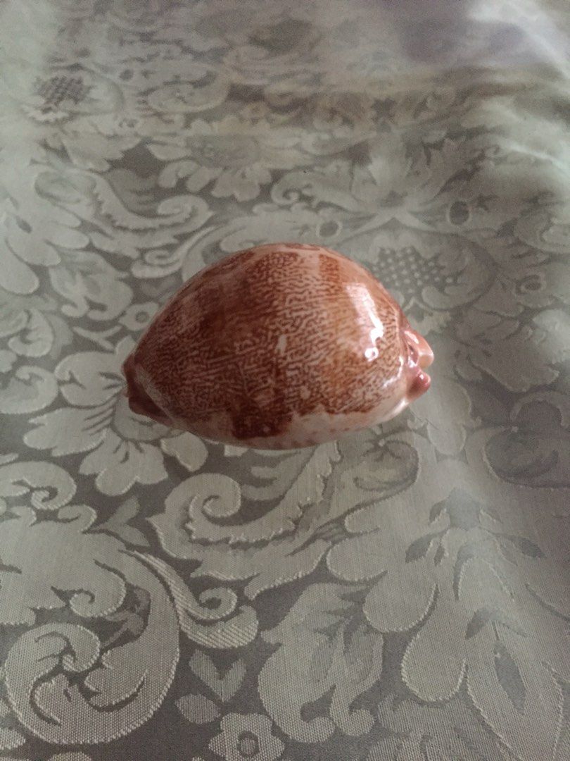 Seashell - Map cowrie seashell, Hobbies & Toys, Memorabilia ...