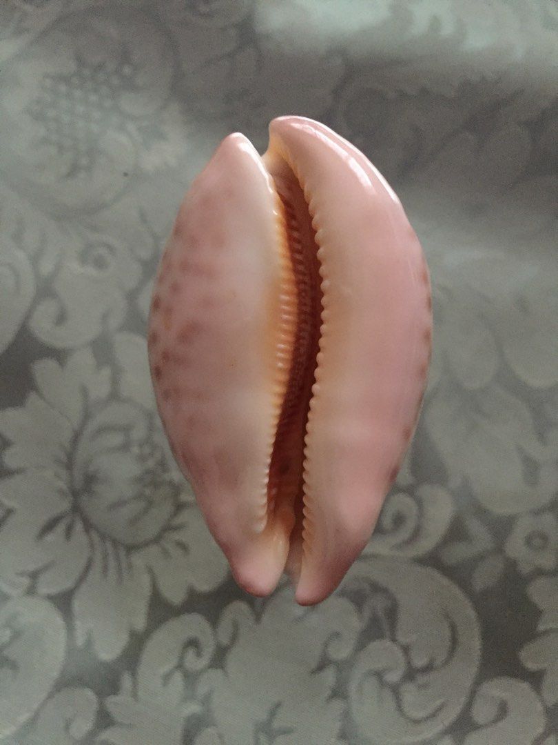 Seashell - Map cowrie seashell, Hobbies & Toys, Memorabilia ...