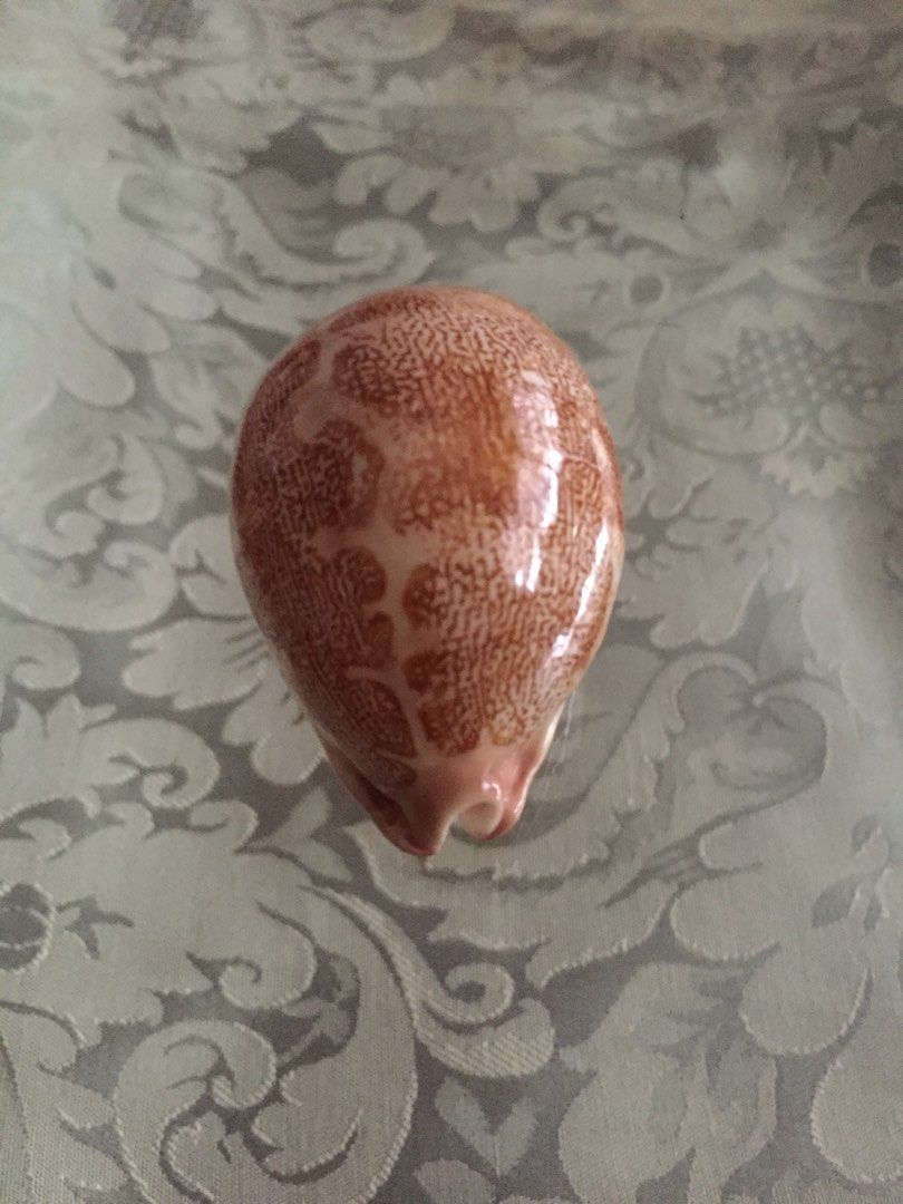 Seashell - Map cowrie seashell, Hobbies & Toys, Memorabilia ...