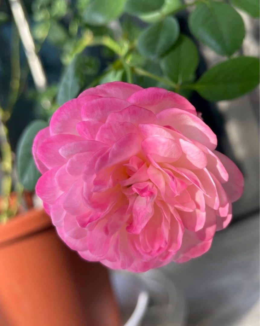 Adopt a Rose plant FOC, Furniture & Home Living, Gardening, Plants ...