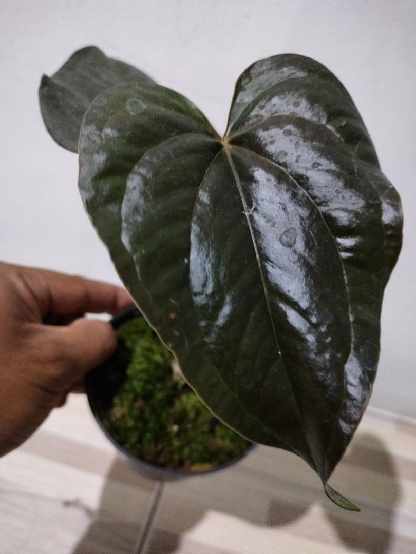 Anthurium modeanum, Furniture & Home Living, Gardening, Plants & Seeds ...