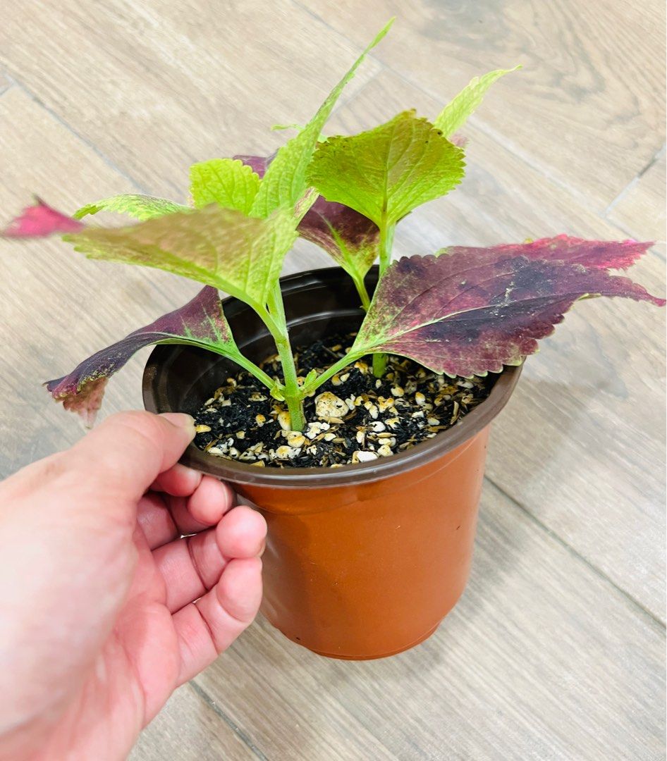 Coleus Alabama Sunset, Furniture & Home Living, Gardening, Plants ...