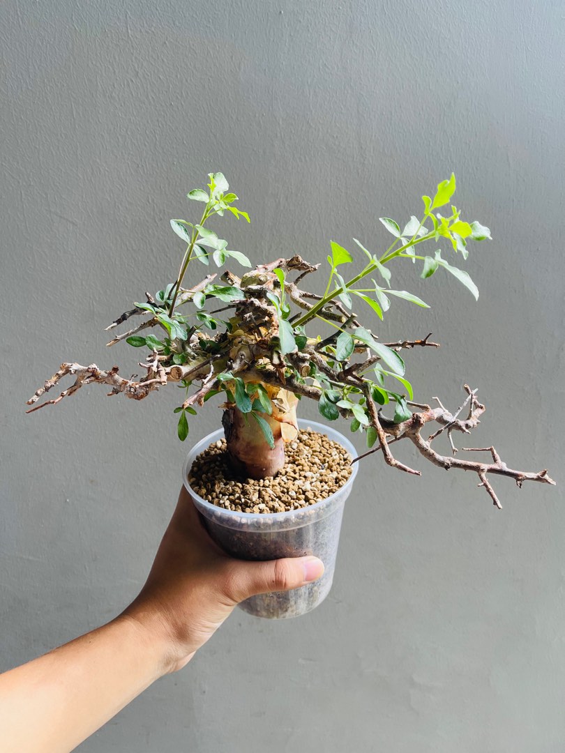 Commiphora kataf var tukanensis, Furniture & Home Living, Gardening ...